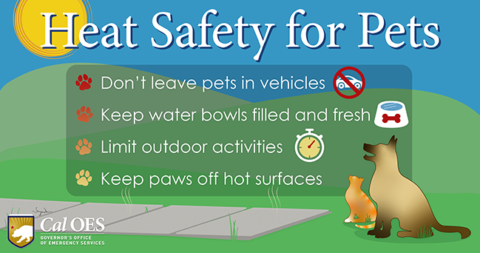 Keep Your Furry Family Members Safe from High Heat | Cal OES News